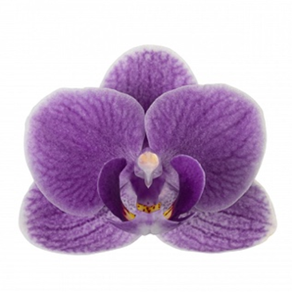 Productos - Lima Orquideas