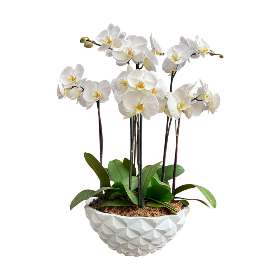 Combo Mini Lima Orquideas